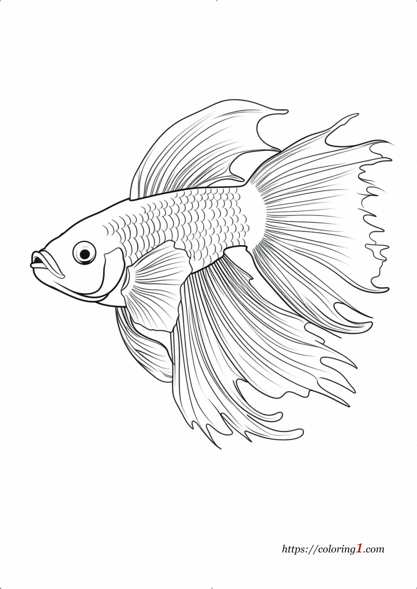 Betta Fish - Free Coloring Sheet